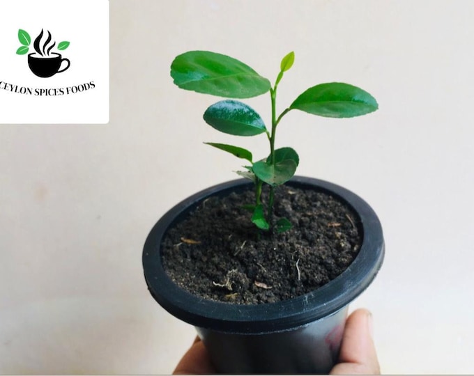 2 Hat Giong Trai Gac GAC FRUIT Gac Melon Vine Momordica Cochinchinensis Seeds Hạt Gấc Trái Gấc ...