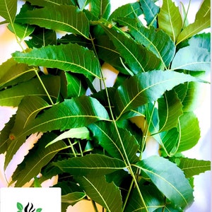 Neem Leaves Pack, Dried Azadirachta Indica - Etsy