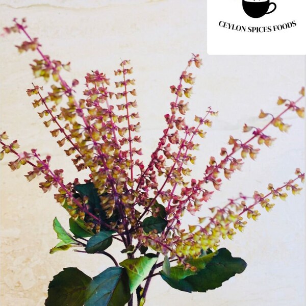 Tulsi Seeds - Etsy