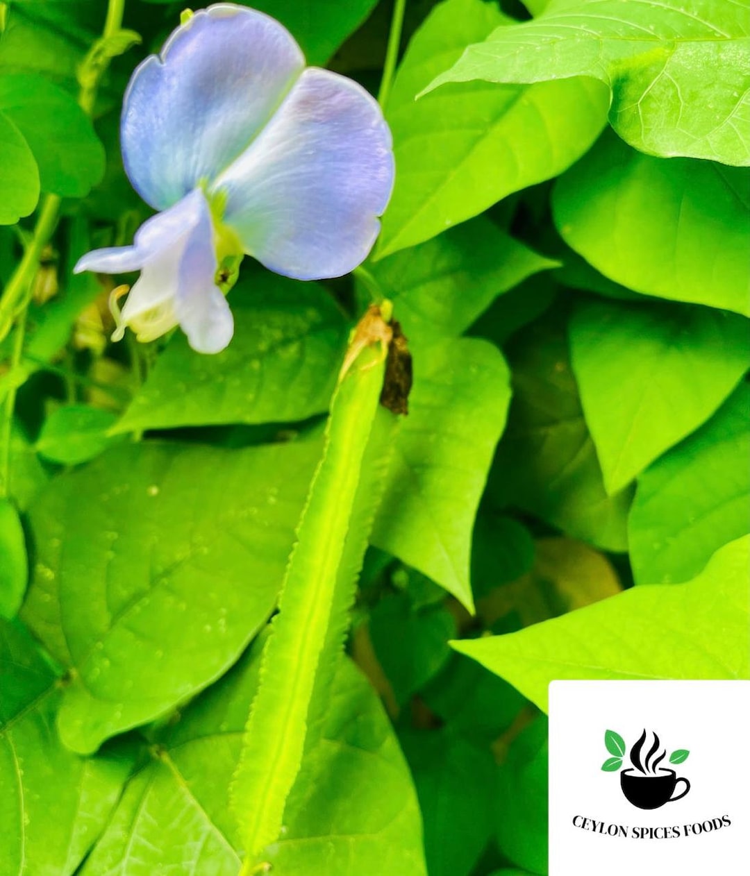 Winged Bean Seeds, Psophocarpus Tetragonolobus, Asparagus Pea, Wing Pea ...