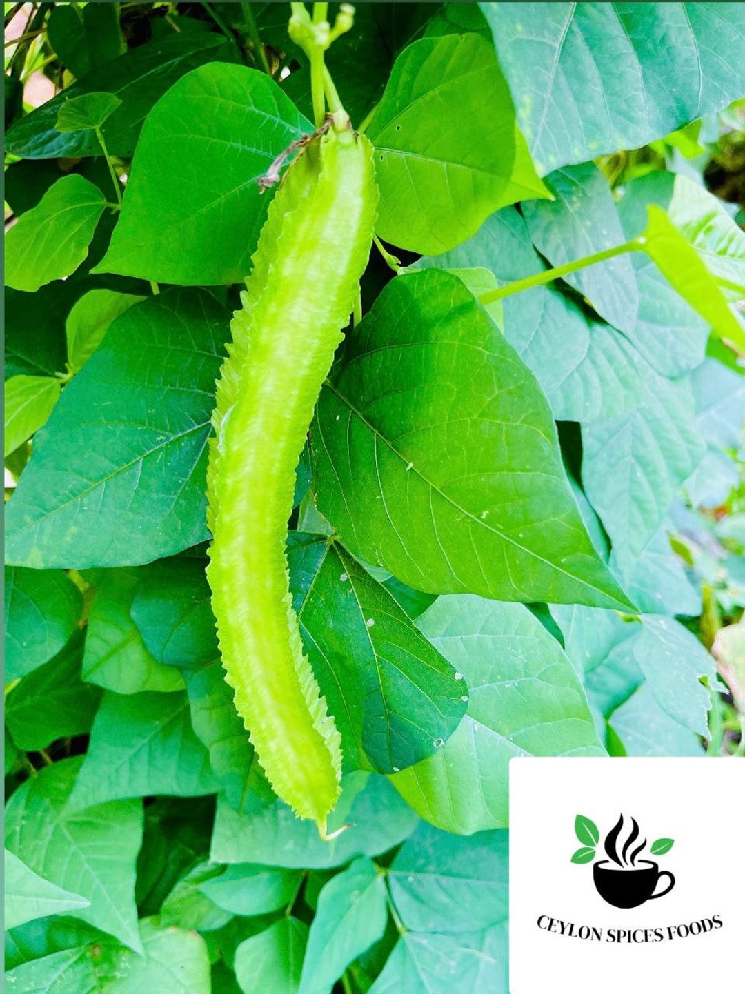Winged Bean Seeds, Psophocarpus Tetragonolobus, Asparagus Pea, Wing Pea ...