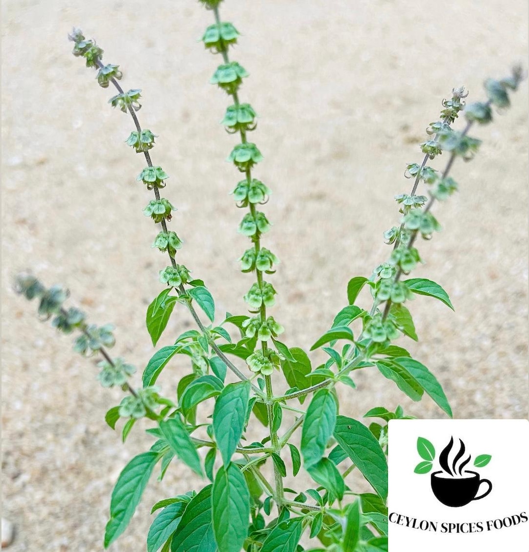Rama Tulsi, Holy Basil, Ocimum Sanctum Live Seeds Pack for Home ...