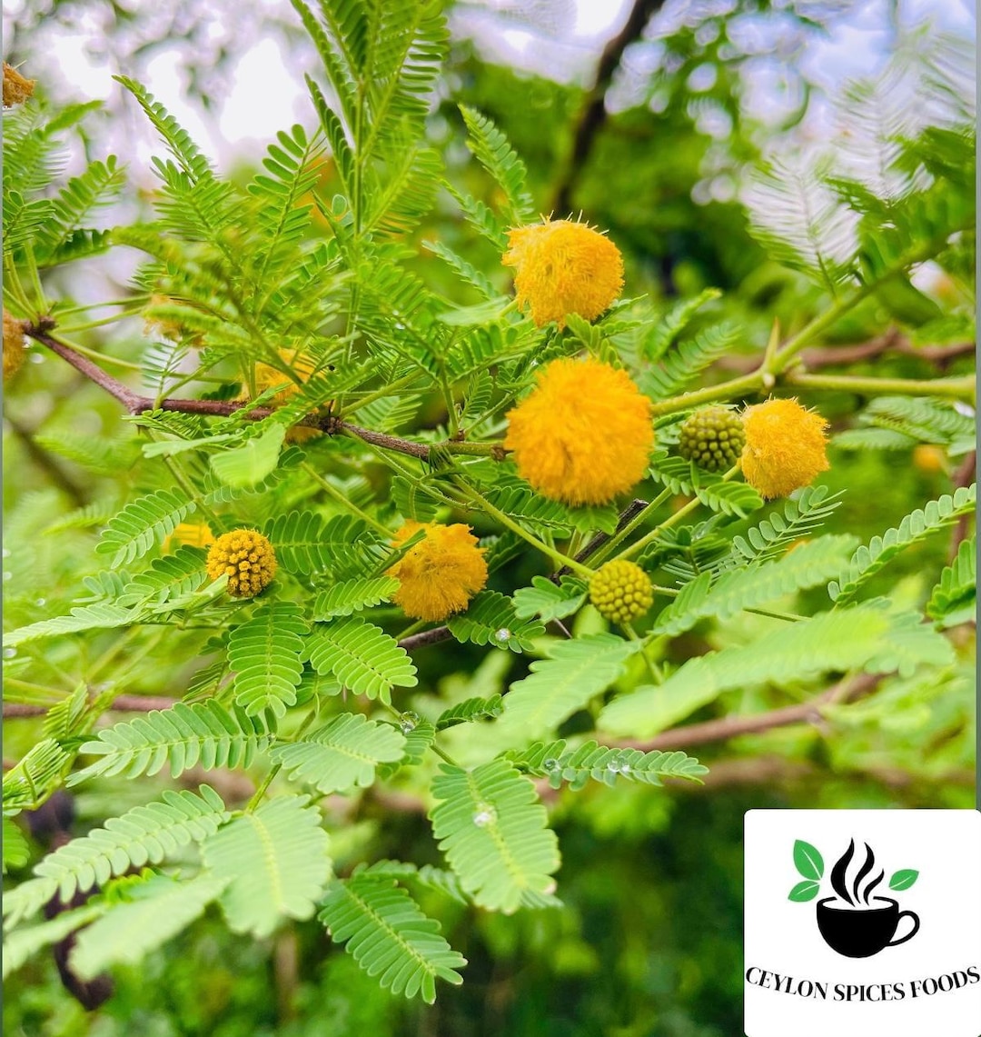 Sweet Acacia Tree Seeds Fragrant Yellow Flowers - Etsy