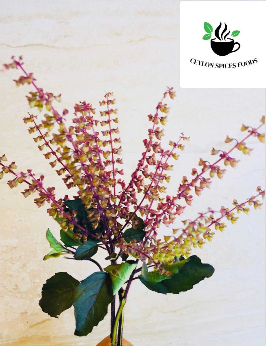 Krishna Tulsi, Purple Holy Basil, Ocimum Sanctum Live Seeds Pack - Etsy