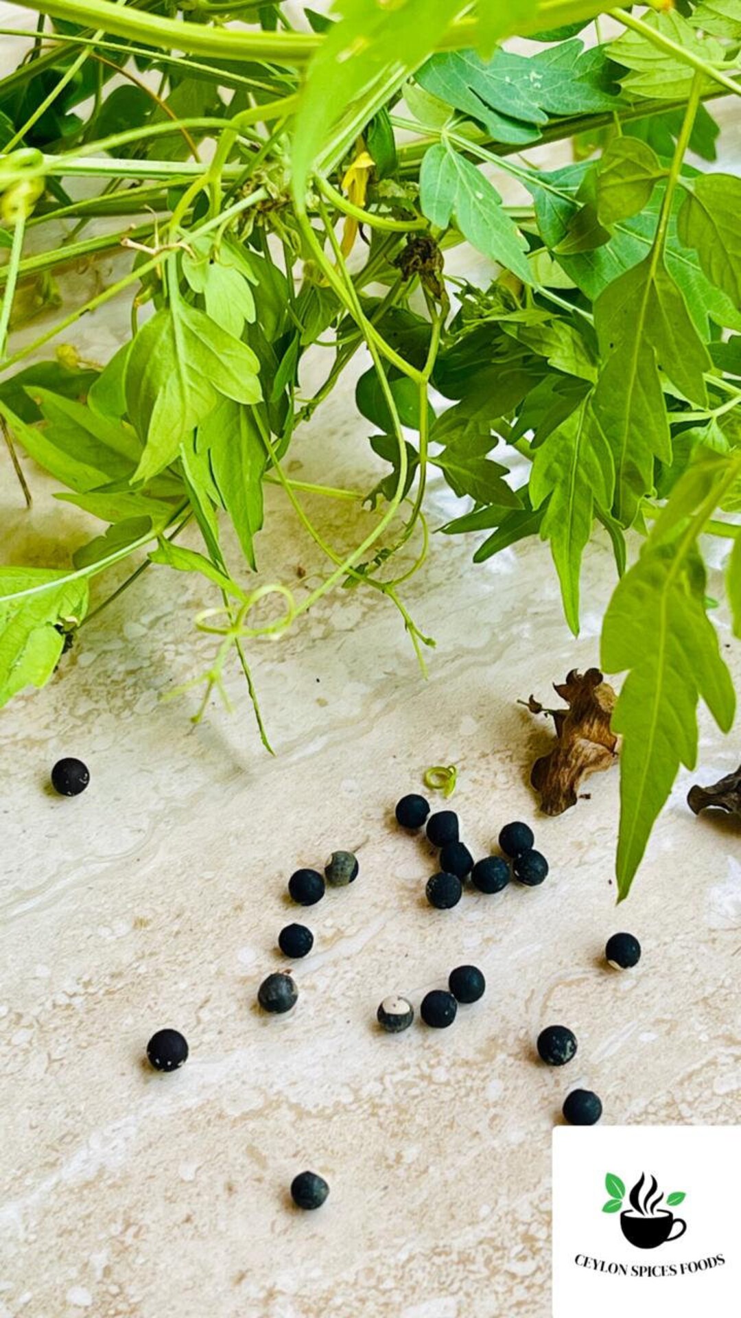 Balloon Vine Seeds Pack, Heart Pea Seeds for Gardening - Etsy