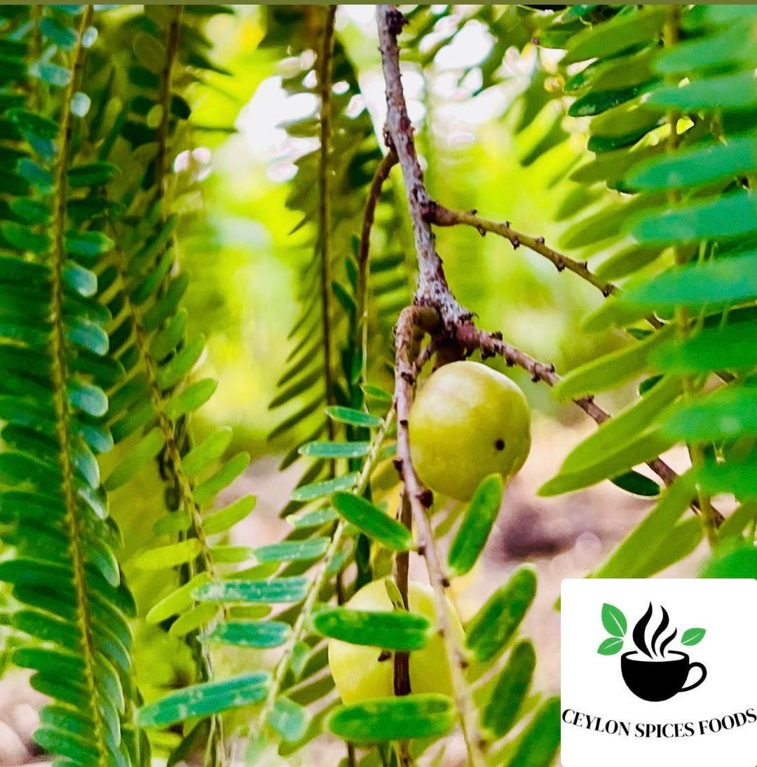 Amla Berry Powder, Phyllanthus Emblica Powder - Etsy