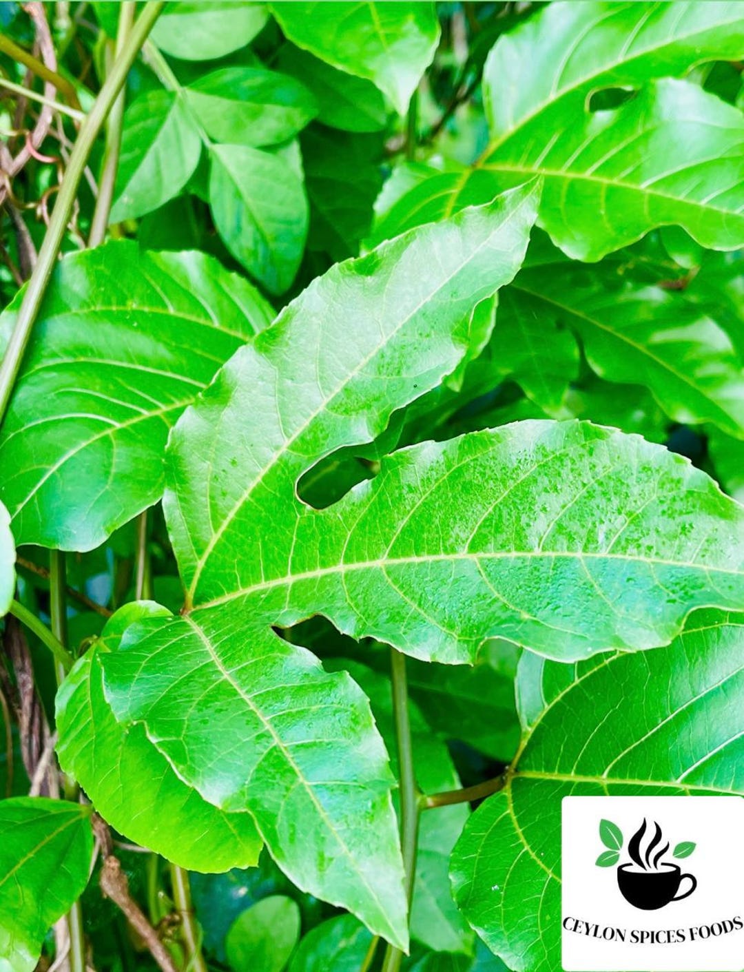 Passion Fruit Leaves, Dried Passiflora Edulis Leaves for Tea and ...