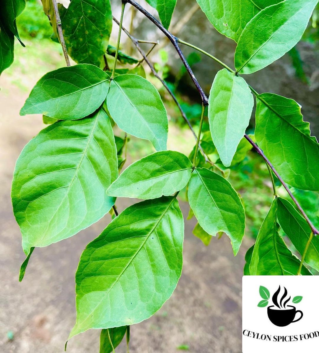 Dried Bael Leaves & Powder Aegle Marmelos, Bilva Tea - Etsy