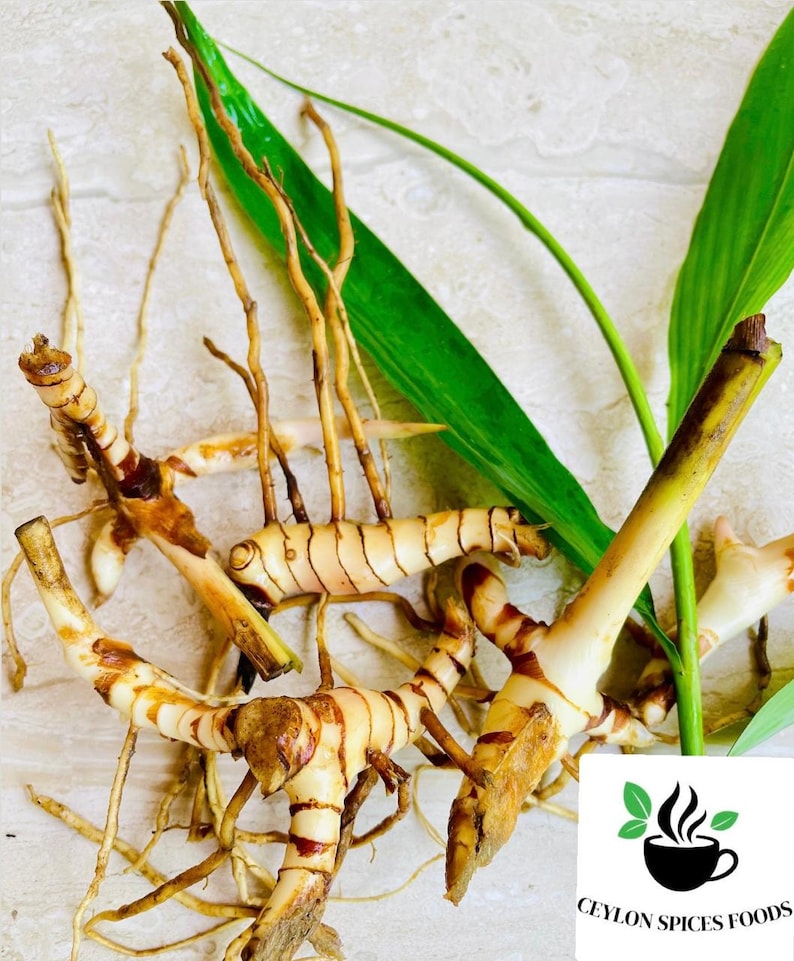 Galangal Root, Dried Alpinia Galanga Root - Etsy UK