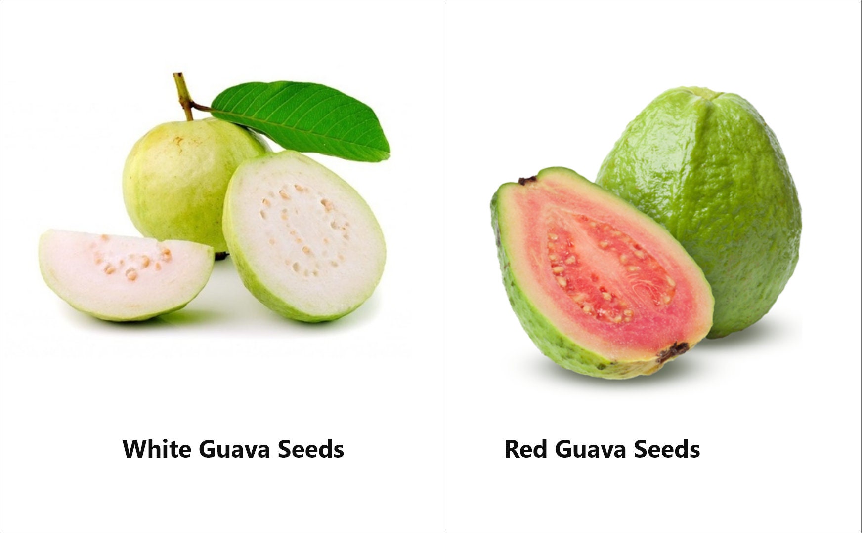 Red Guava