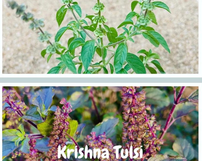 Ram Tulasi, Sri or Lakshmi Tulasi, Ocimum Tenuiflorum, Ocimum Sanctum ...
