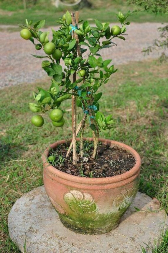 Dwarf Key Lime Tree