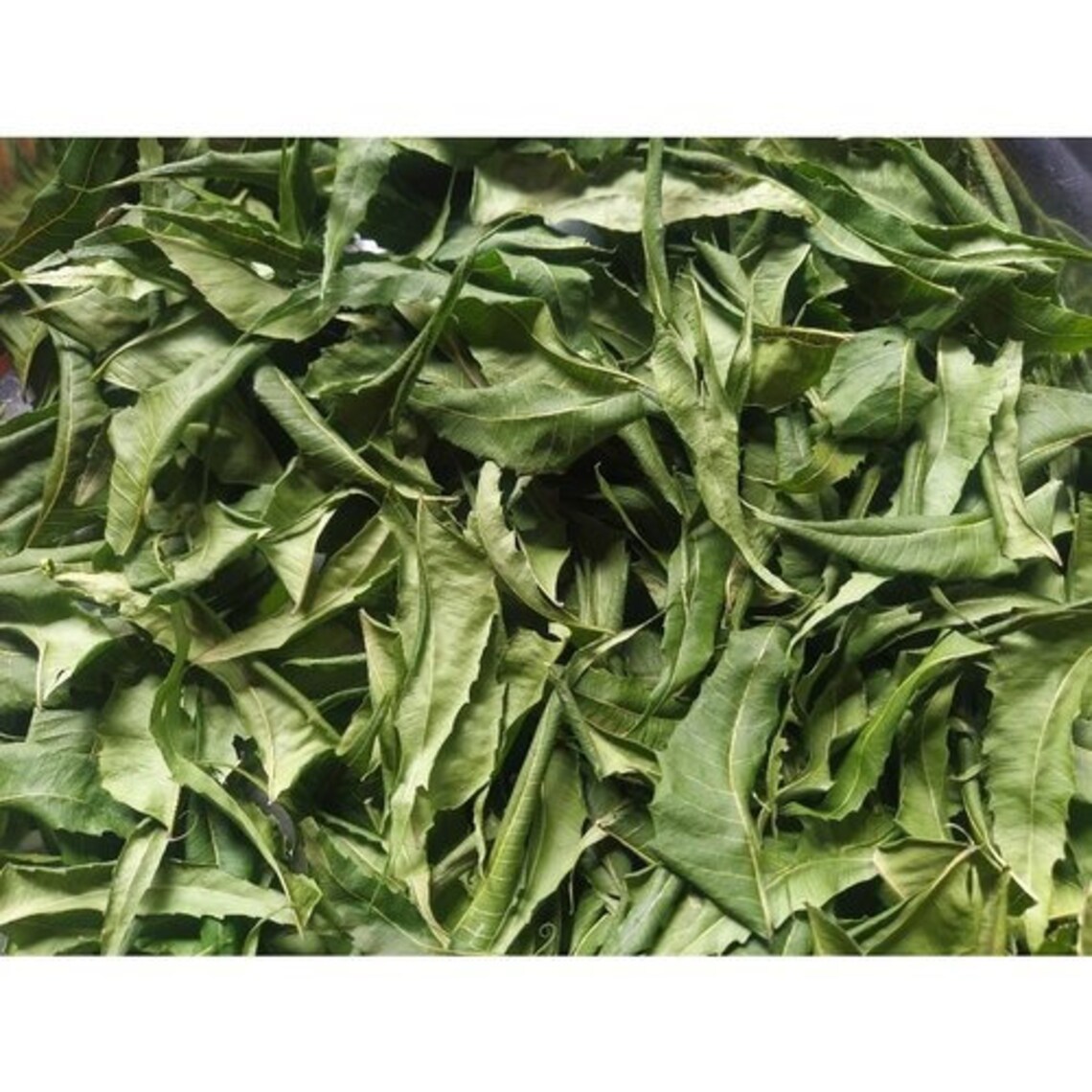 Neem Leaf azadirachta Indica for Tea Naturally Dried Neem - Etsy