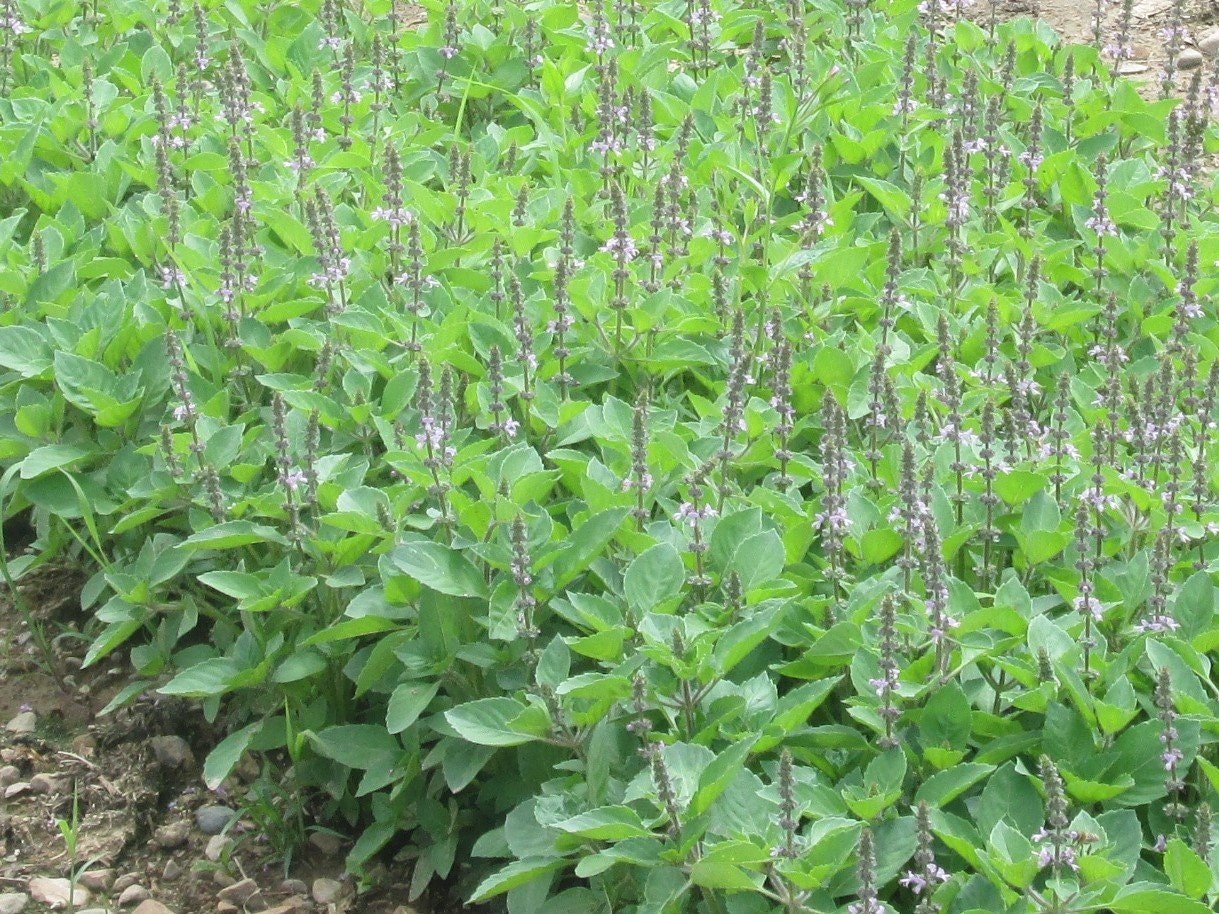 Ocimum Tenuiflorum Seeds