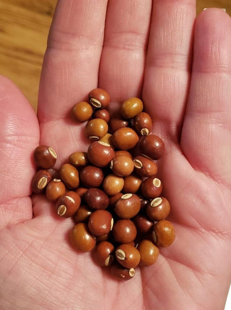 WINGED BEAN Seeds Pack Asparagus Pea Wing Pea Four - Etsy Canada