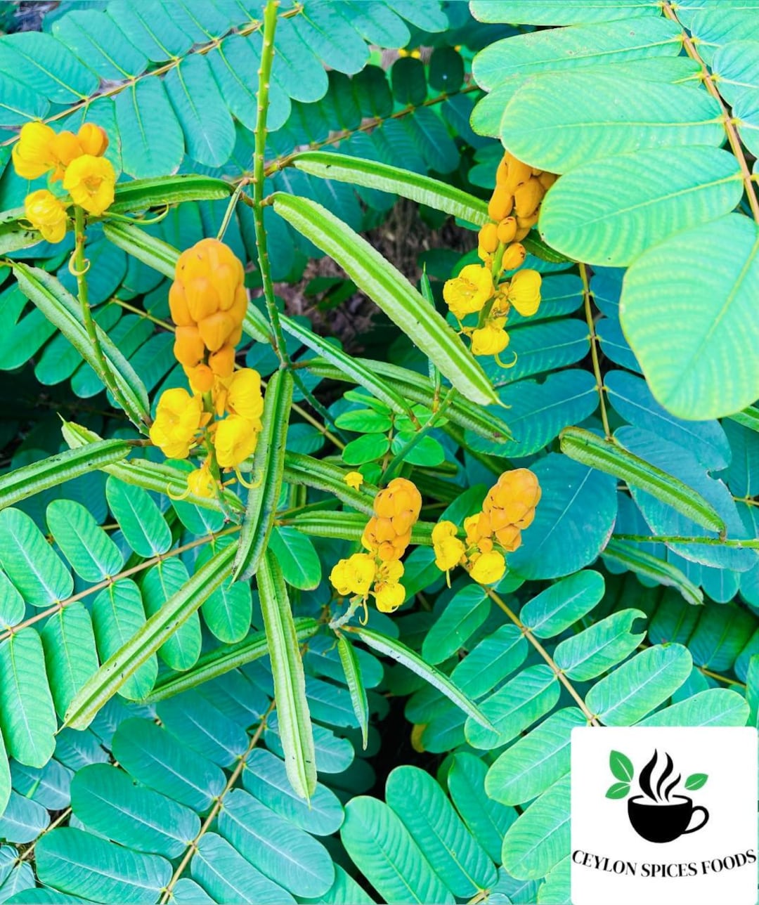 Dried Cassia Alata Leaves Natural Candlebush Leaf - Etsy