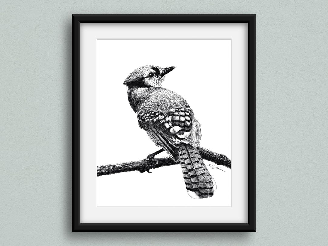 Blue Jay Art Print: Bird Pen & Ink Illustration - Etsy