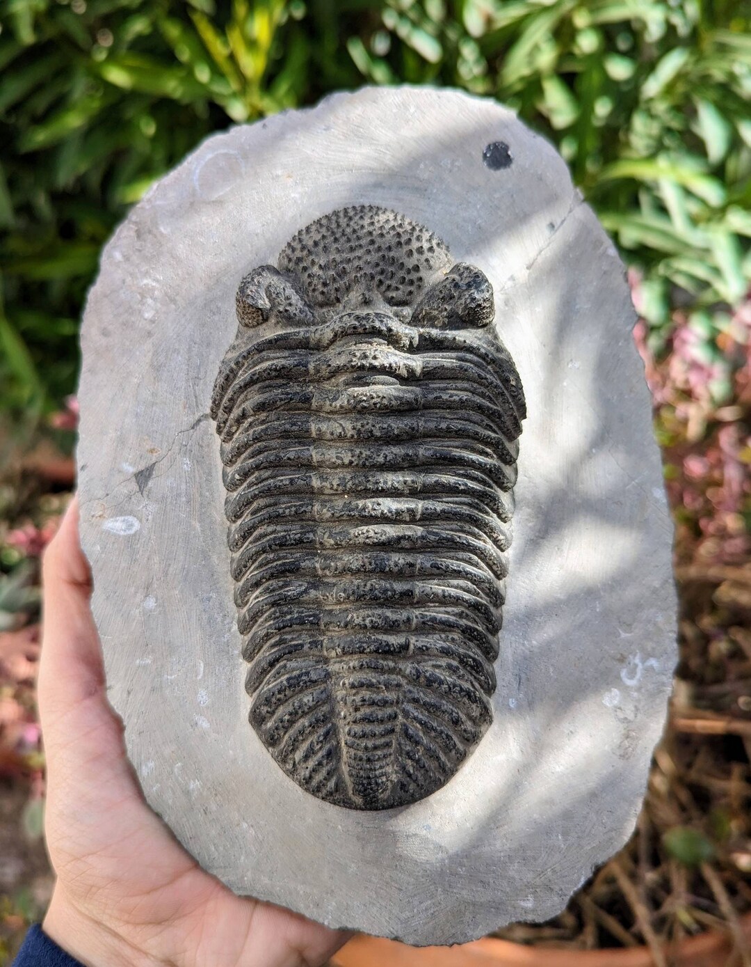 Big Trilobite (DROTOPS MEGALOMANICUS) - Etsy