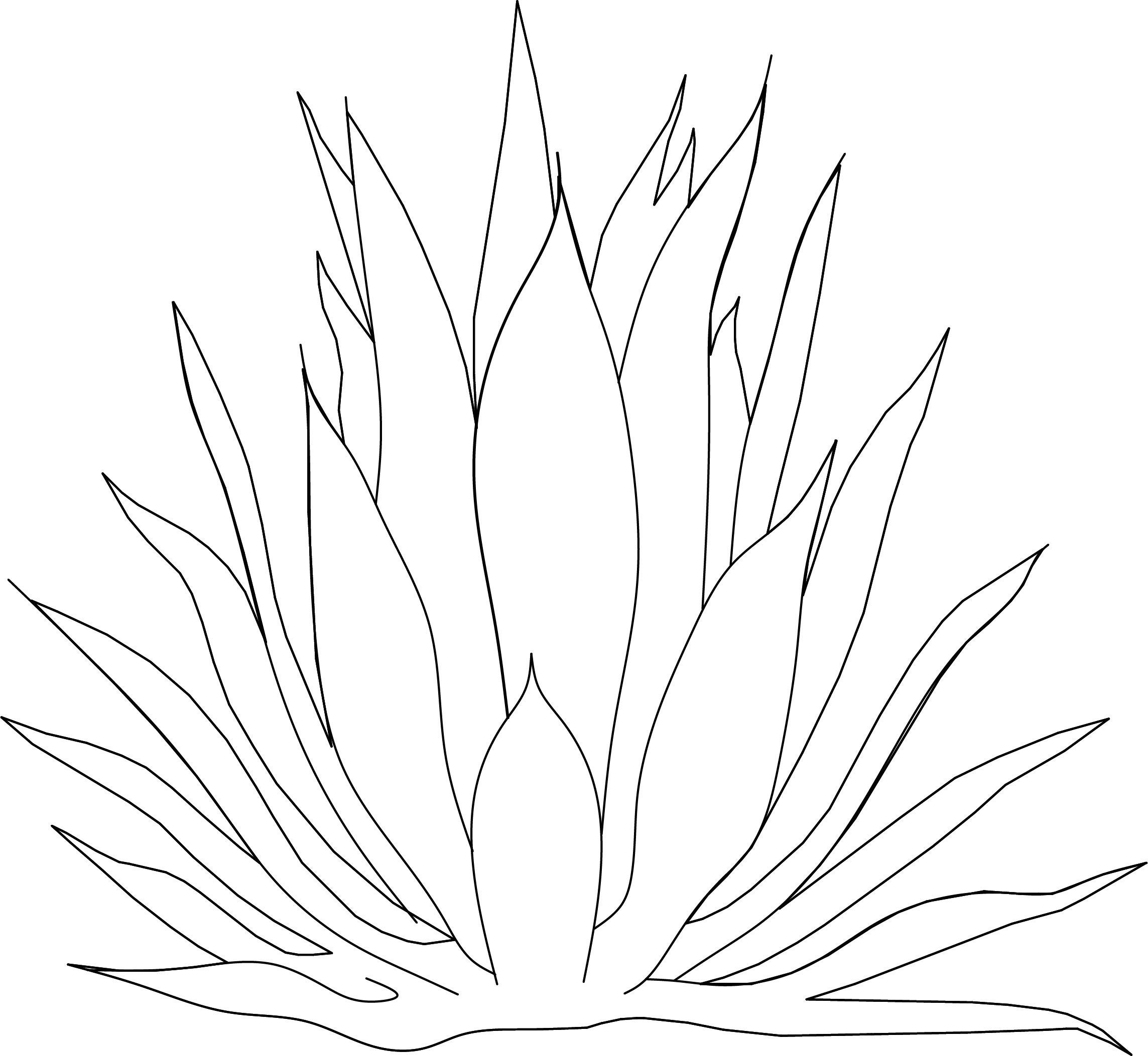 Agave Drawing