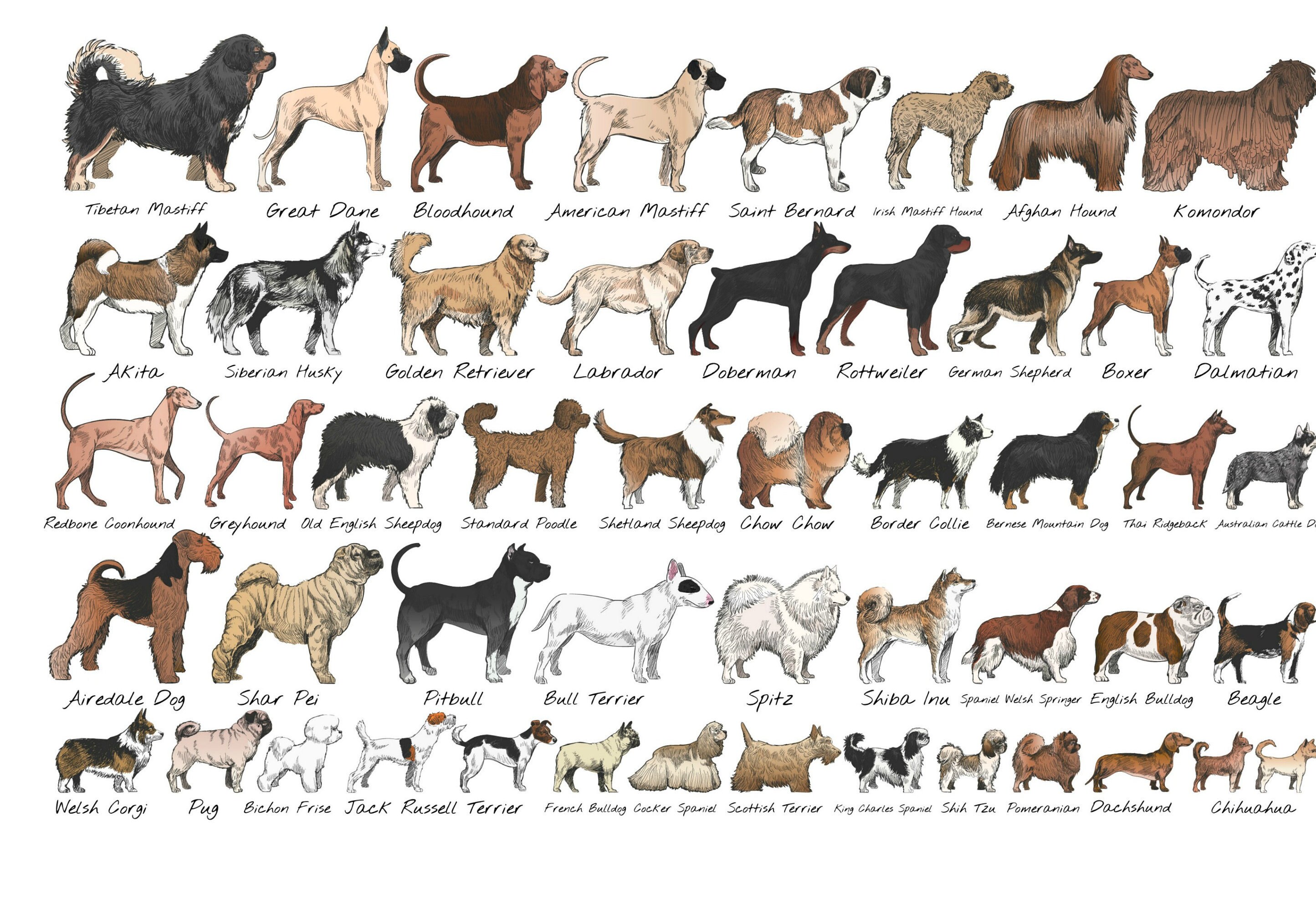 Dog Breed print dog breed poster poster of dog breed dog | Etsy