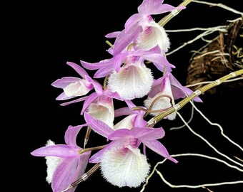 Dendrobium Orchid Anosmun Aphyllum Fragrant Live Plant | Etsy
