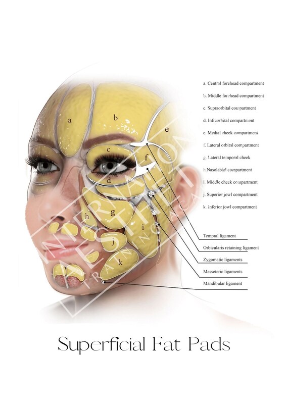 Buy Face Anatomy Facial Fat Pad Detailed Chart Science 57 Off