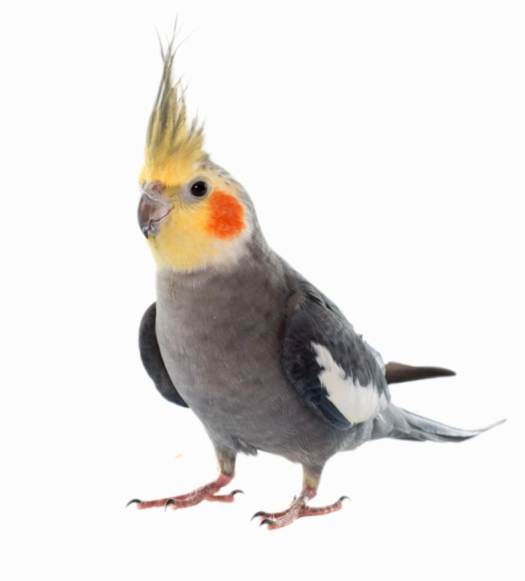 Iron-on Image Bird Cockatiel Iron-on Children's School Cone Applique - Etsy
