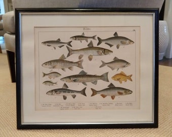Antique Fish Print | Etsy