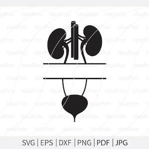 Kidney Svg, Kidney Monogram, Kidney Clipart, Kidney Silhouette, Kidney ...