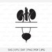 Kidney Svg, Kidney Monogram, Kidney Clipart, Kidney Silhouette, Kidney ...