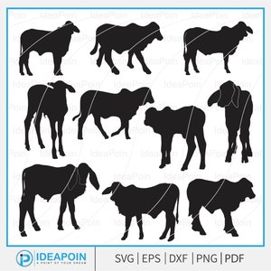 Brahman Calf Svg, Brahman Cow Svg, Brahman Calves Svg, Livestock Svg ...