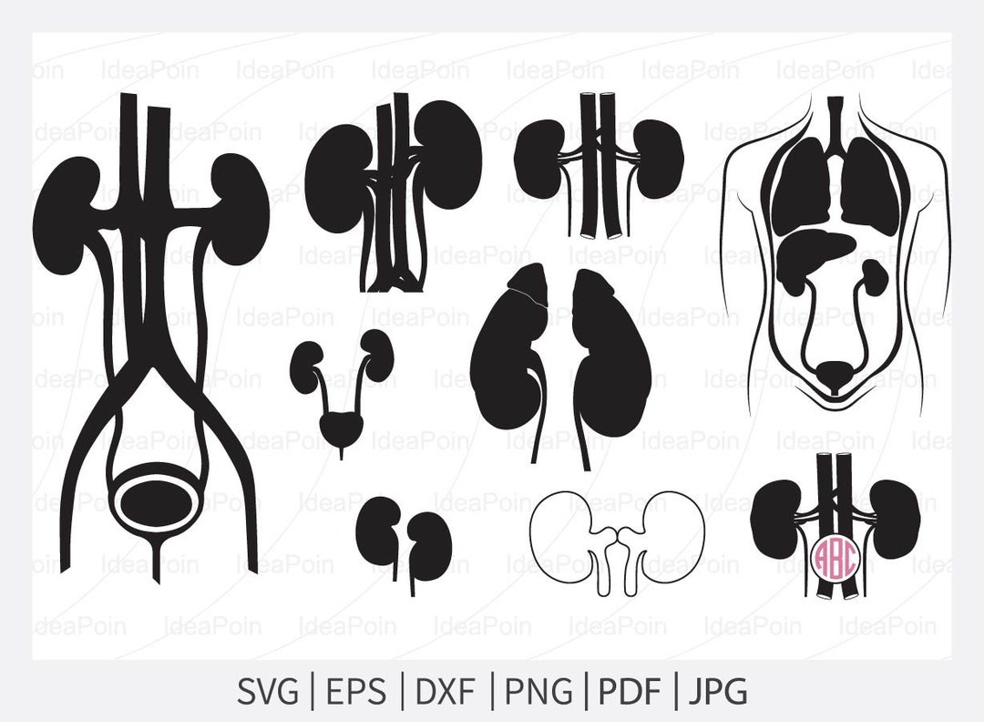 Kidney Svg, Kidney Monogram, Kidney Clipart, Kidney Silhouette, Kidney ...