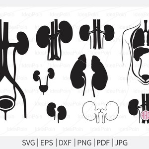Kidney Svg, Kidney Monogram, Kidney Clipart, Kidney Silhouette, Kidney ...
