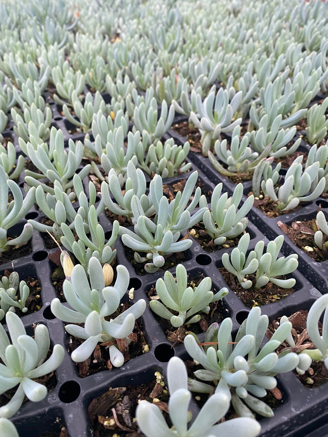 15 Succulentes 2'' Senecio Serpens mini bâton | Etsy