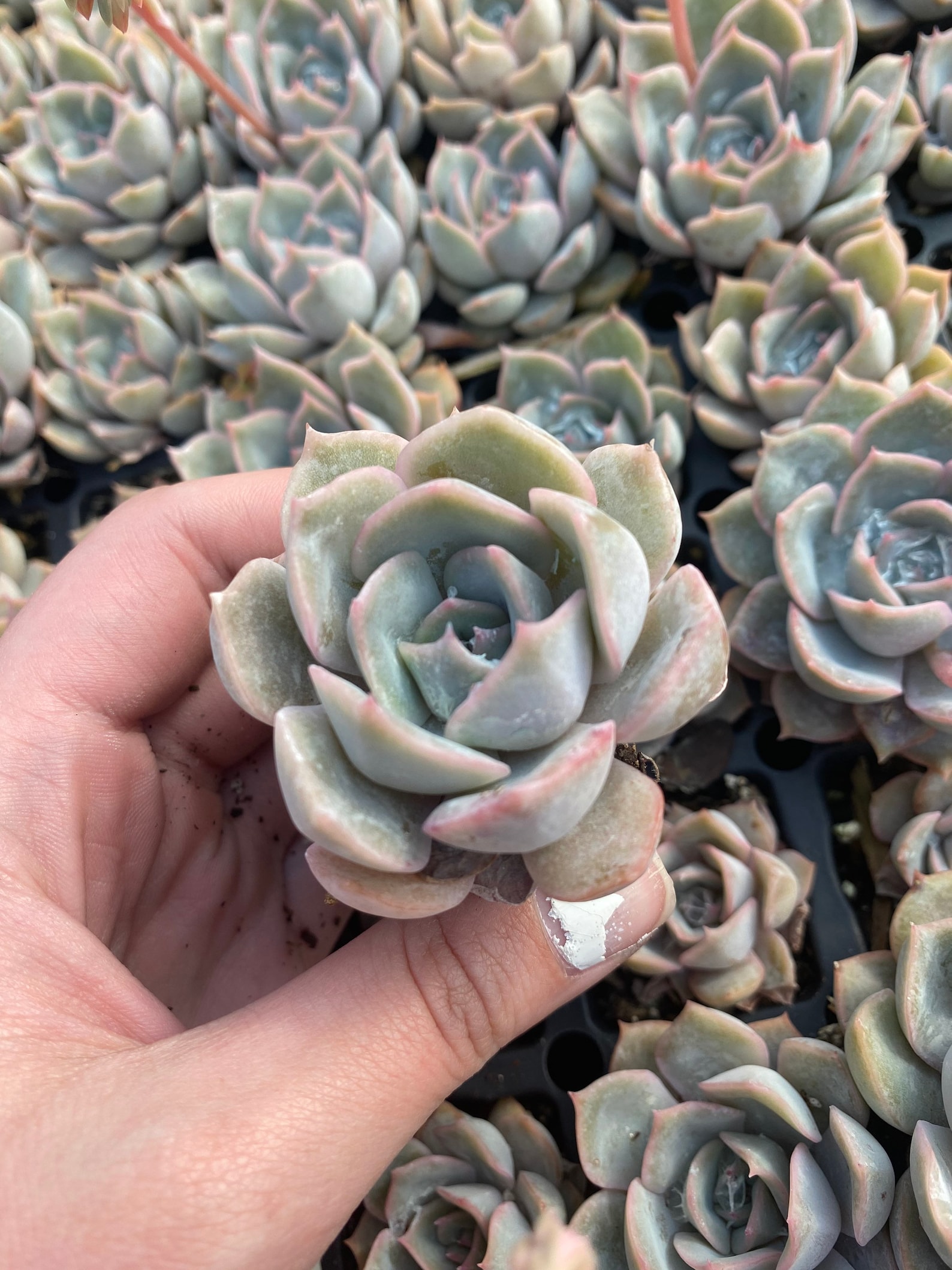 15 Succulents 2 Echeveria Orion | Etsy