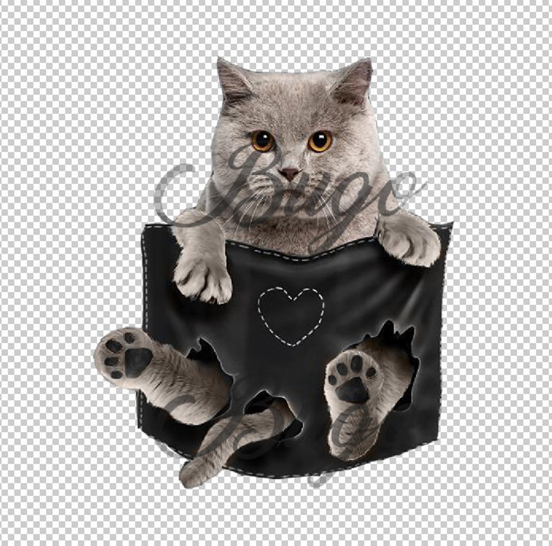 British Cat in Pocket With Heart PNG, Fluffy Cat in Pocket, Cute Cat in ...