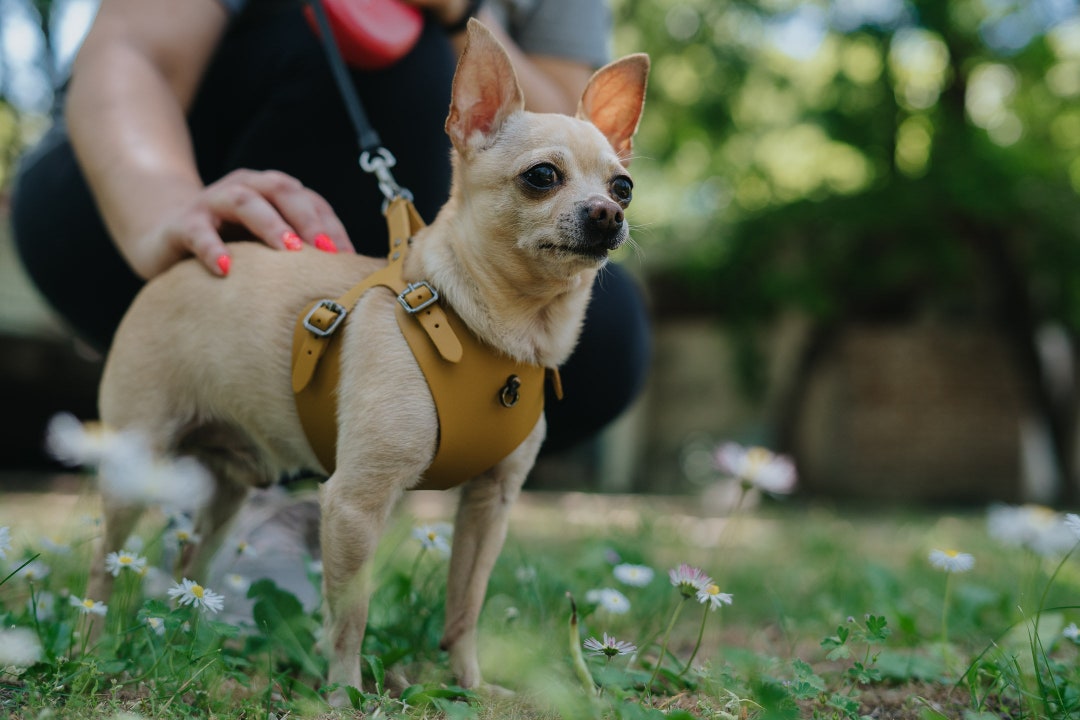 BECHIVA Basic Real Leather Harness for Small Dogs. Chihuahua, Yorkshire ...