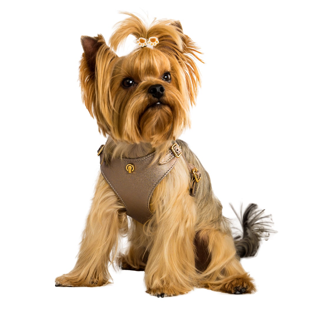 BECHIVA Arnés de cuero auténtico suave para perros y gatos pequeños ...