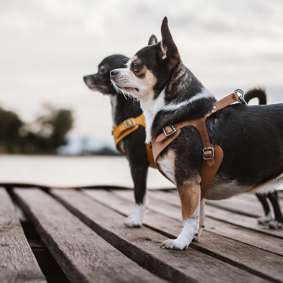Leather Harness for Small Dogs. Chihuahua, Yorkshire Terrier, Maltese ...