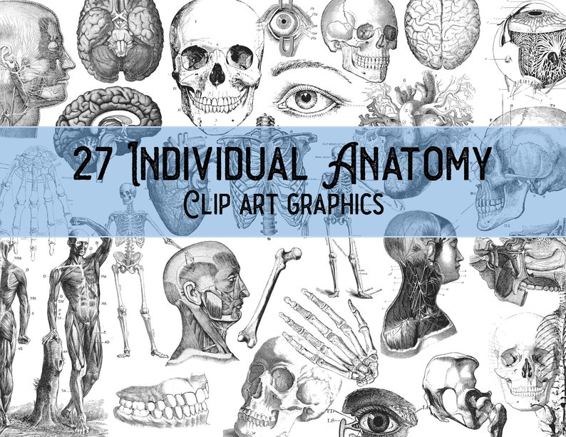 Vintage Anatomy Clip Art - Etsy