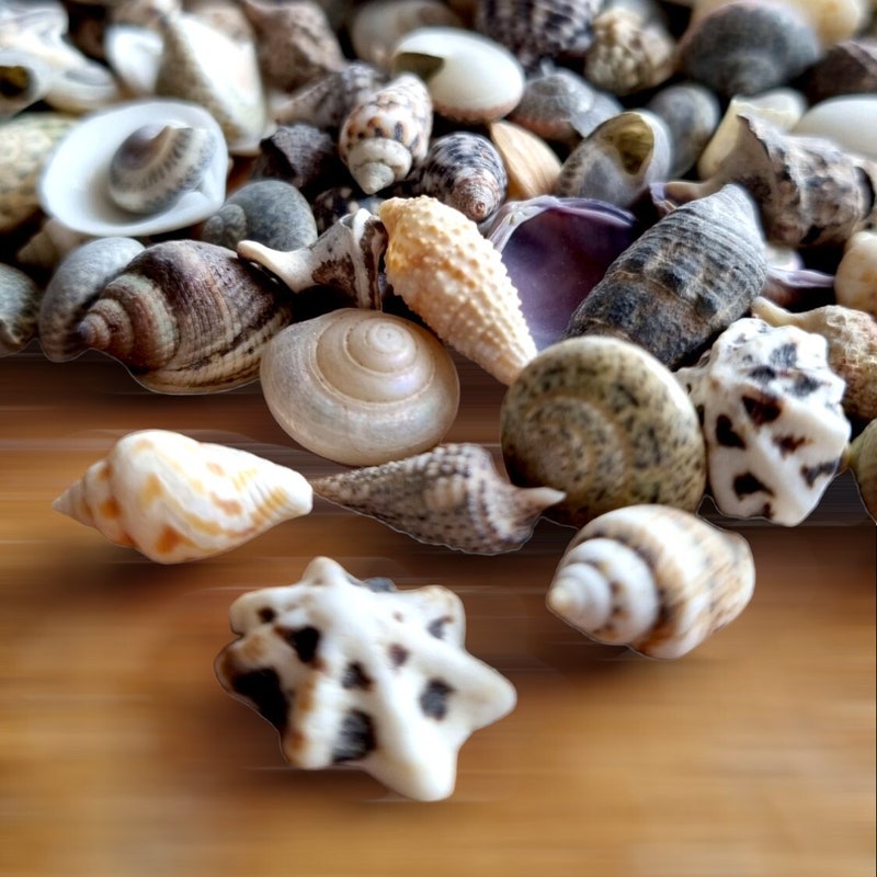 Tiny Seashells - Etsy