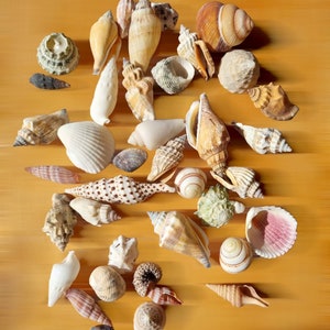 SMALL SHELLS MIX Assorted for Craft, Decoration, Wedding, Nautical Home ...