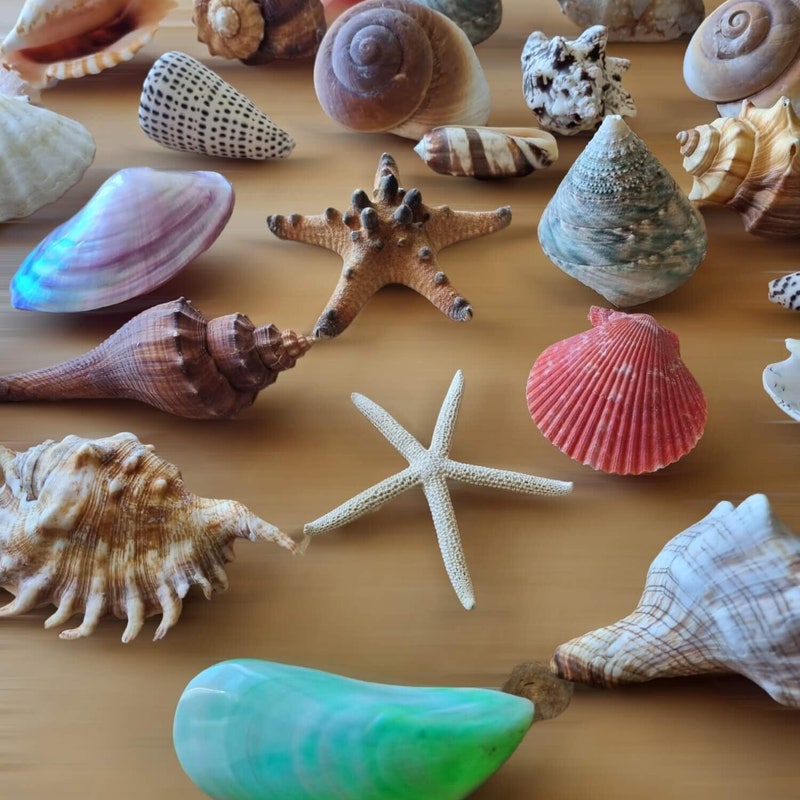 Shell Decor - Etsy