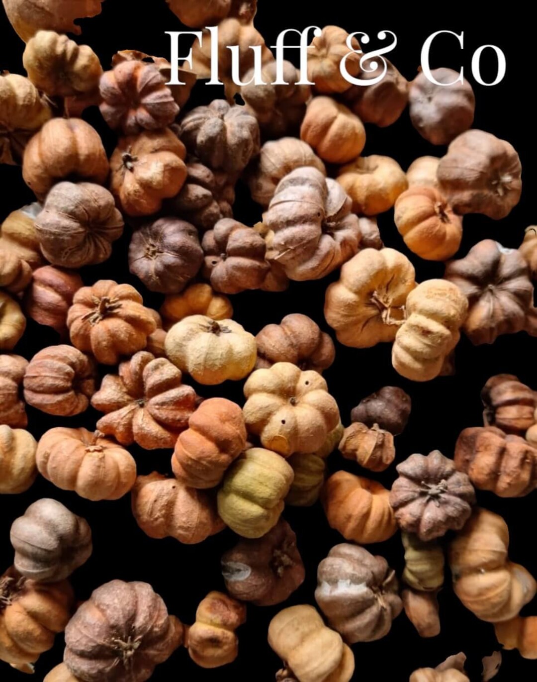 Baby Pumpkins PUTKA PODS Natural, Miniature Pumpkins Lookalike for Bowl ...