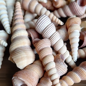 Natural SCREW SHELLS, SPIRAL Seashells, Beach Wedding Decor, Coastal ...