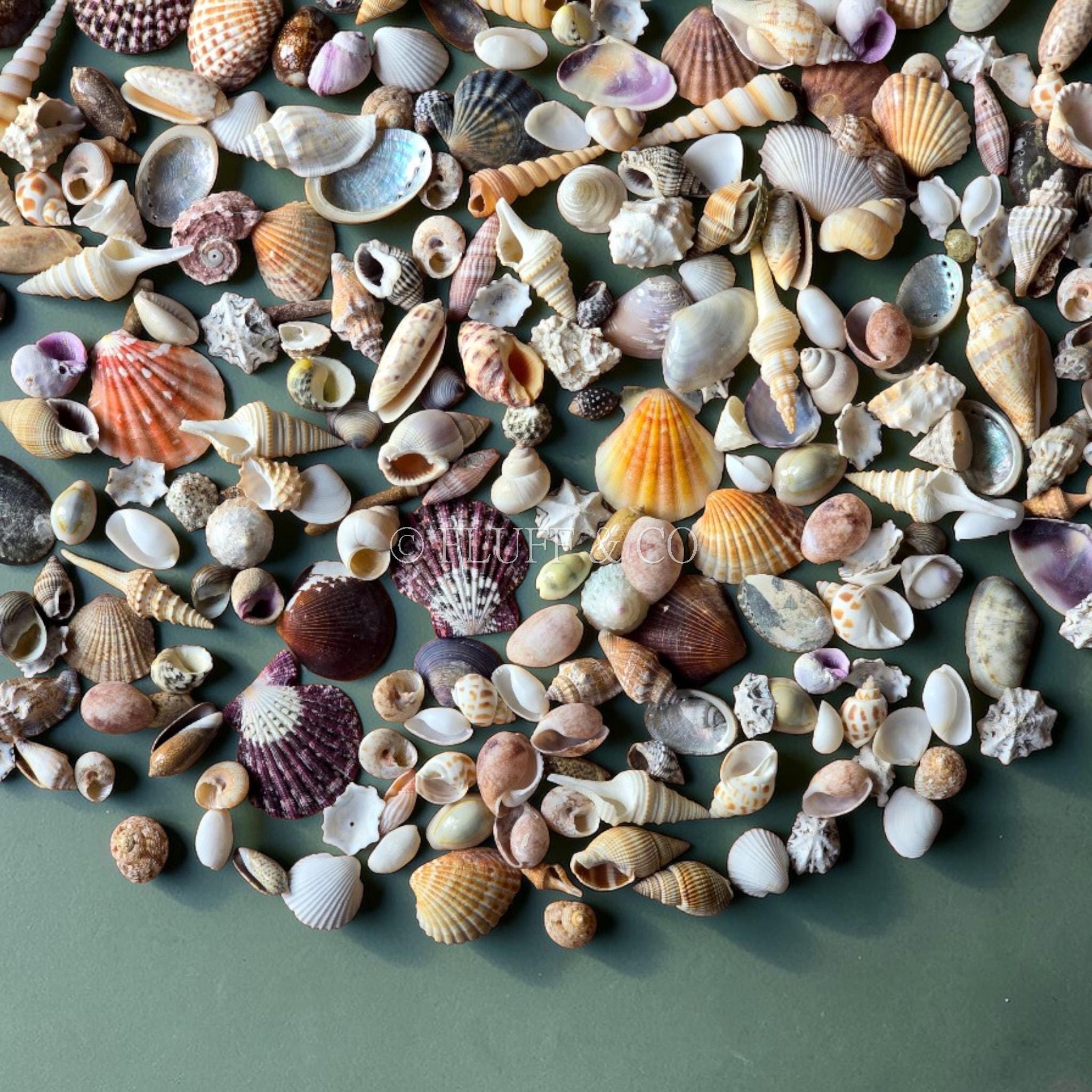 Bulk Seashells 1-3cm 400-500g | Natural Beach Mix | Mosaic Resin ...