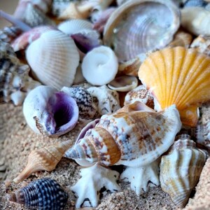 SMALL SHELLS MIX Assorted for Craft, Decoration, Wedding, Nautical Home ...
