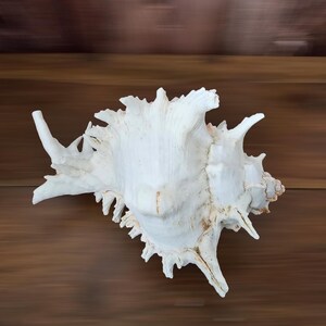 Large SPINY MUREX RAMOSUS Shell 23-25 Cm, Natural Seashell for Coastal ...