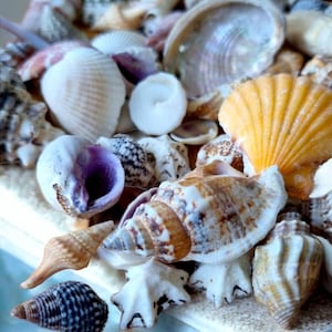 SMALL SHELLS MIX Assorted for Craft, Decoration, Wedding, Nautical Home ...