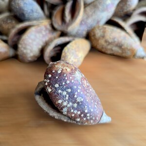 Natural MIKE PODS (mocha Pods) 4-8 Cm, Decorative DRIED Pods for Rustic ...